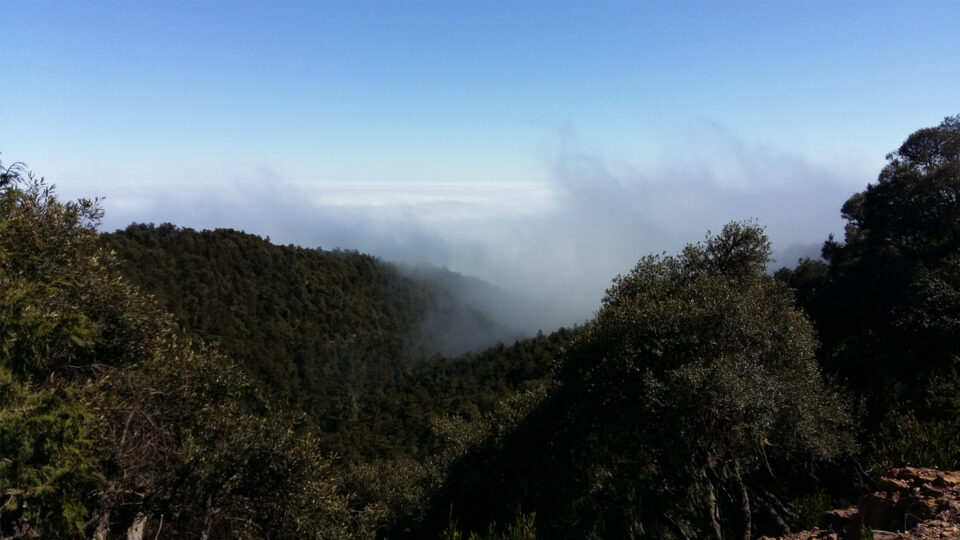 Desa’a Forest - Hadgi