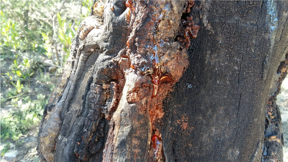 Desa’a Forest - Hadgi