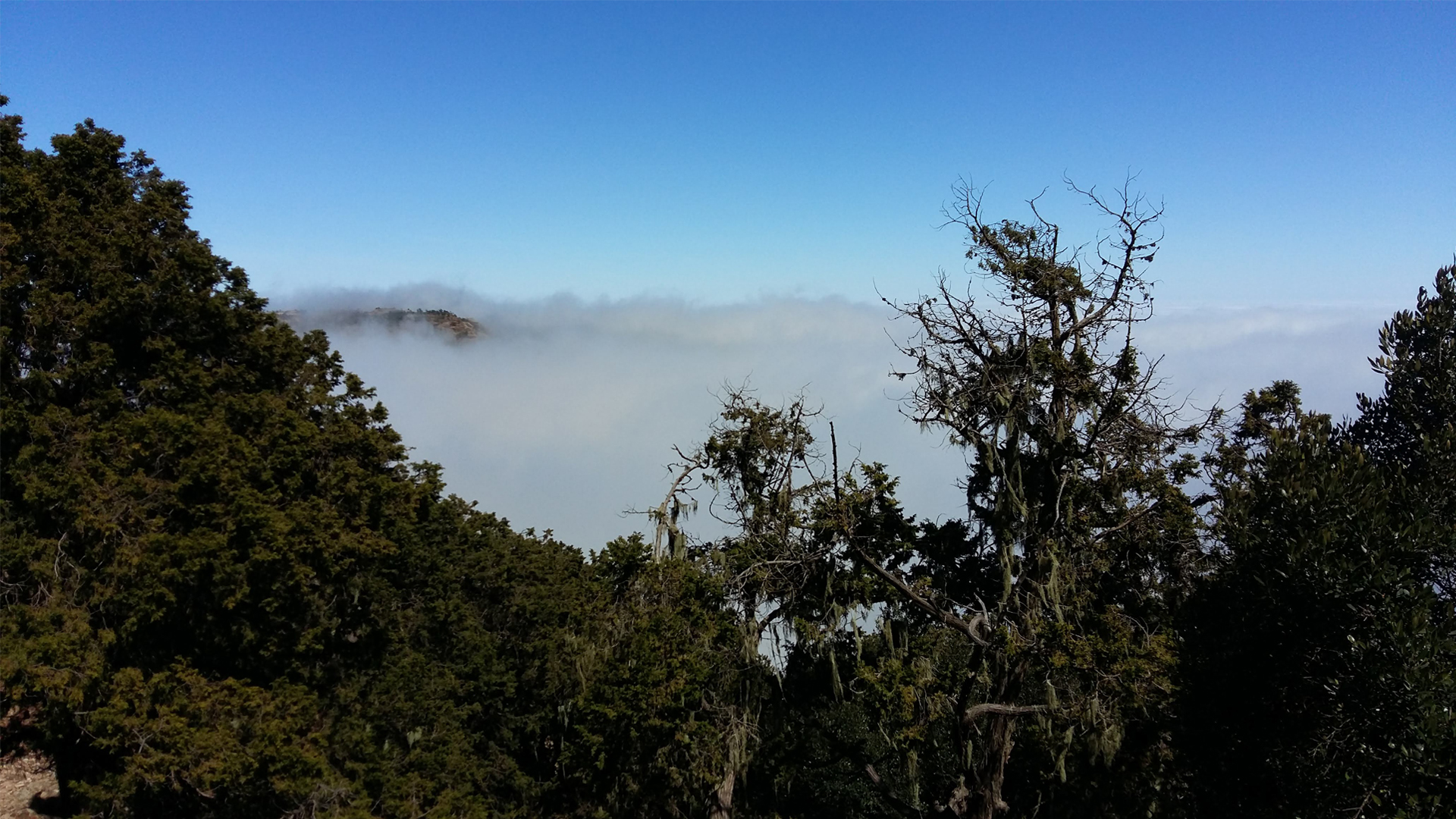 Desa’a Forest - Hadgi