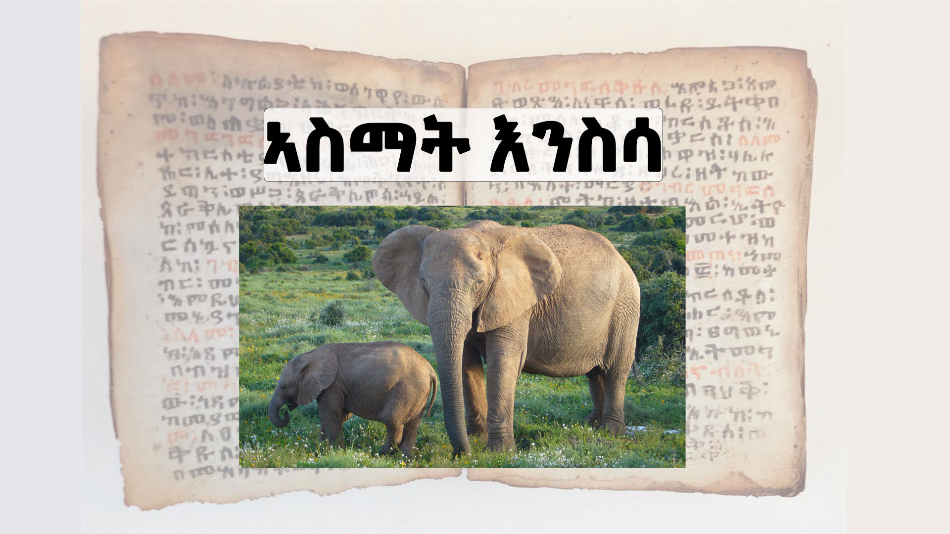 ኣስማት እንስሳ - Hadgi